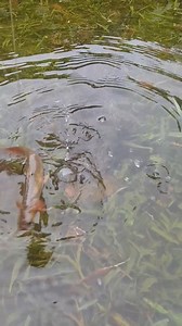 245K views · 994 reactions | Snakehead fish hunting #fishing #fish_video #fish | Catch Fish With ET | Facebook