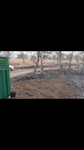 Under pray augmentation program recently 10 spotted deers are released in their natural habitat of Dhyanganga wildlife sanctuary.🦌🦌🦌🦌🦌 | Melghat Tiger Reserve