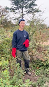 Welcome to the wonderful world of wild roses 🌹❤️ Across Britain, thirteen beautiful native rose species survive, each with their own story.* Here horticulturalist Charles shares some insights, direct from the wild rose garden @kewgardens. To read more about The Wild Roses of Britain, read Charles' recent blog on the Grow Wild website: https://growwild.kew.org/blog/wild-roses-britain *There are between twelve to fifteen native roses recognised Britain... depending on different classifications. #