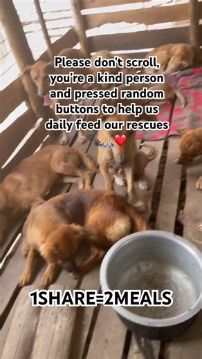 🚨 Save Our Shelter Now! 🐶💔 — Donate Today! 🔗 Links in Bio