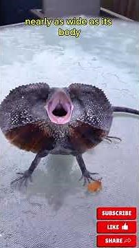 ““This Lizard Turns Into a Dragon When It’s Scared 😱🦎🔥”(It’s direct, shocking