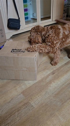 It boxing day! It a portable dog shower...oh god! | Cockapoo called Teddy