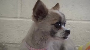 13K views · 673 reactions | RESCUED - moved to SAFE Album 06/13...