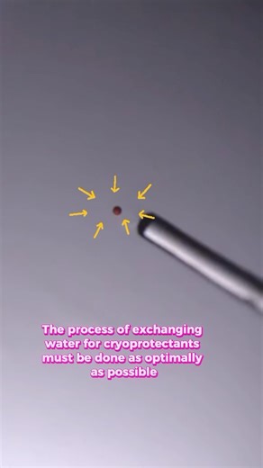 Did you know that the new Ready to Use Vitrification media is now more viscous, making micromanipulation slower but significantly easier during the vitrification process? 🧫✨#ivf #icsi #buscandoembarazo #ivfsuccess #embriologia #fiv #embriologa #laboratorio #infertilidad #buscandobebe #reproduccion #fertilidad #salud #embrion #embarazo #mama #inseminacionartificial #ciencia #fiv #reproduccionasistida #mom #babybump #pregnant #fertilizacioninvitro #embryoblog #soybebedelaboratorioc#readytouse #cr