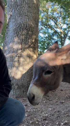 Cupcake Update…You’re going to want to See This One!! 🥰 #cuteanimals #farm #farmlife #donkey #babyanimals | Fluffy Feather Farm