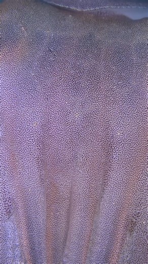 TV ❌ cuttlefish ✅ #cuttlefish #fish #animals #wildlife #funfacts | Animalogic