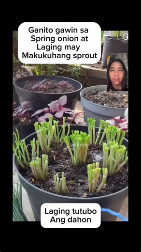 4.7K views | Ganito gawin sa Spring onion at Laging may Makukuhang sprout #springonion #tips #GardeningTips #harvesting #reactionvideo | Chant Adeniums | Facebook