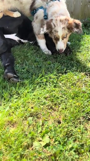 My first sleep over at grandmas with my cousins! The Danes #pup... | rottiepuppy | Facebook