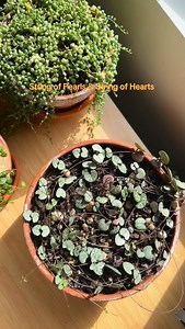 6.4K views · 89 reactions | My two favourite houseplant glow-ups of...