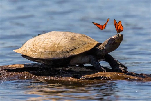 Why Butterflies Drink Turtle Tears (and Yes, Turtles Make Tears!)