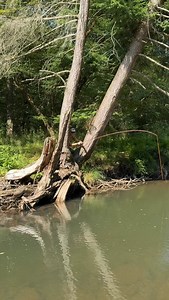 14K views · 102 reactions | Inland trout fishing is the best! Caught...