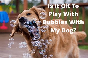 Is It OK To Play With Bubbles With My Dog? [7 Factors To Consider] | First Time Dog Mom