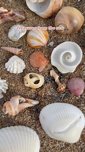 Captivated by these beauties 🐚🐚🐚 #finestfloridabeaches #seashells #floridabeaches #florida | Finest Florida Beaches