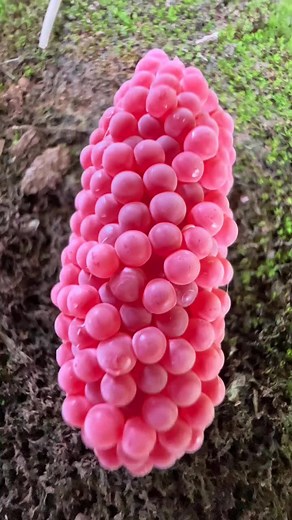 🐌🐌🐌🐌🐌 #snail #eggs #reels #satisfying #asmr #remove #trending #xuhuong