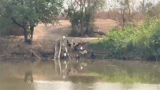Video clip of crocodile catching a goat at Legadema's hunting concession in Mozambique. The PH and clients from the USA were watching how the crocodile stalked some local woman fetching water. They shouted to the woman to move away whereafter the crocodile changed course and went for the goat. 12-15 Local people are killed by crocs, hippos and elephants every year at this concession. | Legadema Hunting & Safaris - Mozambique & South Africa