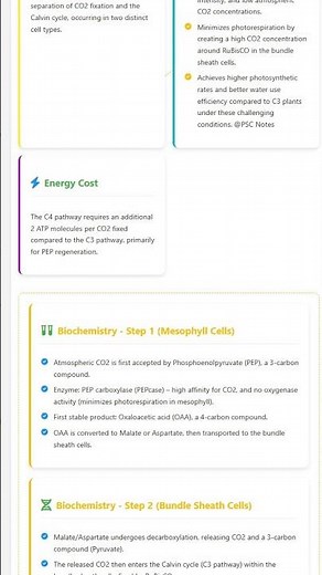 C4 pathway Hatch-Slack pathway: Anatomy, biochemistry, and ecological significance