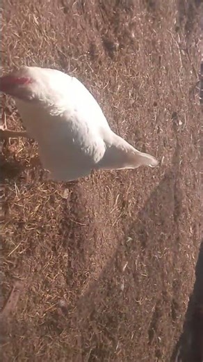 mfokabodlani farming. .....