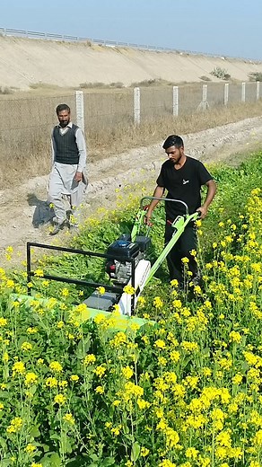 Berseem Cutting Reaper | Chara Jaat ki Katai | Allrounder Reaper | #sobyagromachinery #shorts #reelsfb | Soby Agro Machinery