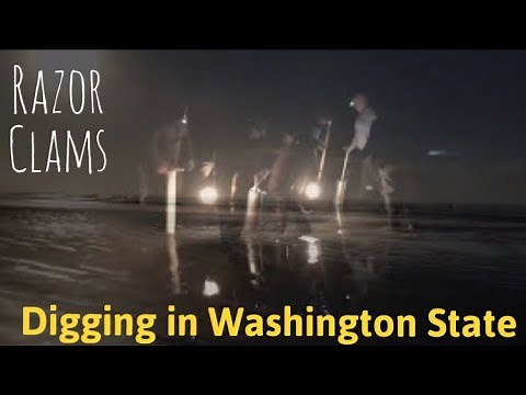 Washington Clam Digging | Razor Clams | Night Dig