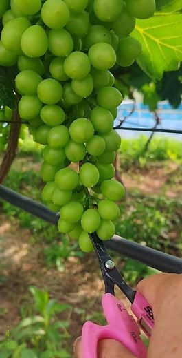 "Grape Fruit Pruning 🍇 | How to Get More & Better Grapes!" #fruit #grape #satisfying #pruning