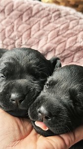 7.4K views · 223 reactions | . Why hello  . You asked and we have...