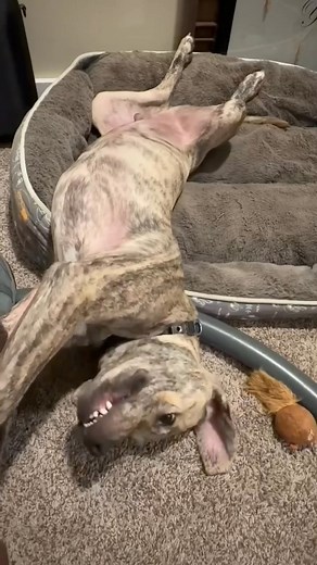 Pawcasso is still on the search for a permanent buddy to play with, is it you? This handsome boy is about 6 months old, a plot hound mix and total love bug! Applications at nfrmaine.org 🐾❤️🐾 | NFR Maine