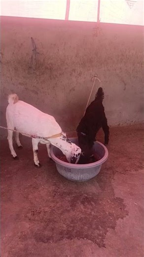 kun anta #goat #beautifullgoats #goatfarming #trending