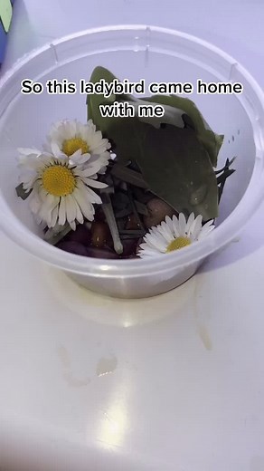 Lucy the Ladybird: Creating a Home for a New Pet