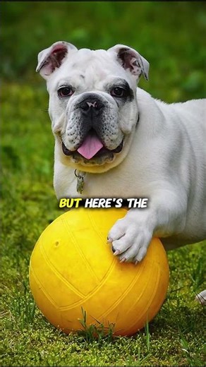 Dogs See the World Differently 🐾🌈 | The Truth About Dog Vision