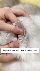 11K views · 833 reactions | Clean your cat’s ear ASAP if… Comment “Ear” and I’ll DM the  to you instantly! Or simply search Pet Ear Drops on our site ✨ | Cuddles & Meow | Facebook