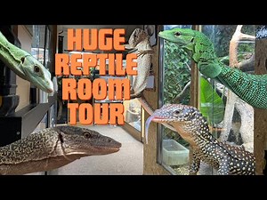 MONITOR LIZARD REPTILE ROOM TOUR! plus geckos