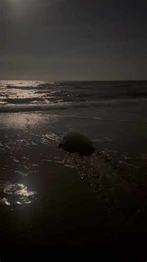 Loggerhead Sea turtle making her way after laying a nest #seaturtles #turtle #carolina #wildlife
