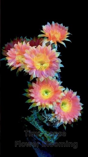 Time lapse flower cactus blooming: Witness the magical beauty of a cactus flower in full bloom P13