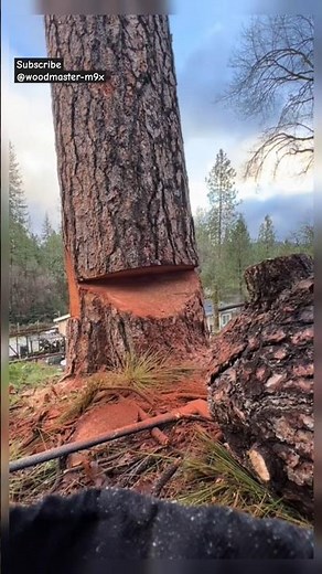 Massive Tree Falls! Insane Cutting Skills in Action