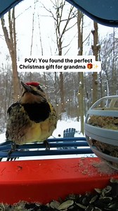 1.3K reactions · 64 shares | Looking for a gift that actually makes people smile? This Christmas, Birdbuddy is up to 50% off. It sends photos and videos of every bird that visits. Clear, close, beautiful. Something peaceful in a season that can feel too busy.  Give joy they can see every day.  https://mybirdbuddy.com/ | Birdbuddy | Facebook