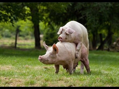 【🚨#ALLSTAR | BESOK TOURNAMENT 15vs15 】#KERTA969 #IMERP #ABK