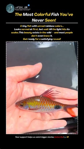 This Rare RAINBOW Fish Looks UNREAL Under Water | #rarefish #underwaterlife #viralshorts #aquarium
