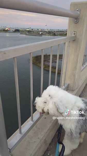 Rupert the Old English Sheepdog Enjoys Life Outdoors