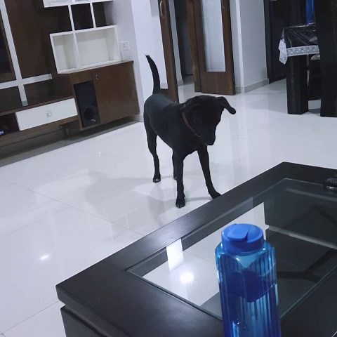 Dog Chomps at Bubbles With Pure Delight