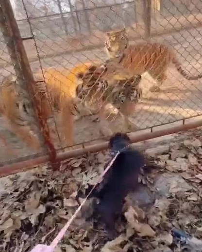 Tigers Interact with Black Dog at Zoo Encounter