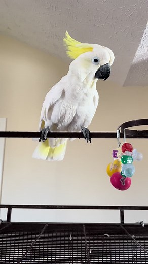 Cage and Bath Day for Our Cockatoo