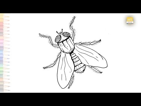 Housefly easy drawings | Outline drawing | How to draw A Housefly step by step | #artjanag