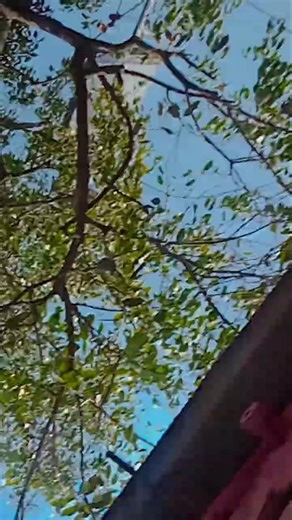 #Video - थाना पुलिस से डरबो नै गे - #Raushan Rohi | #shortvideo #ajeetsinghanari #viralvideo