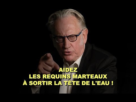 Soutenez les Requins Marteaux, la cagnotte est sur HelloAsso !