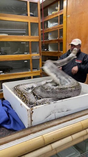 Living the Dream with Giant Snakes | Reticulated Python Handling