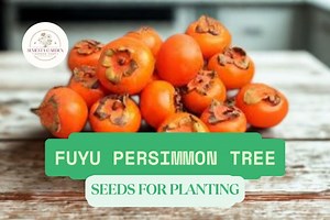 6 Fuyu Persimmon Seeds for Planting – Sweet Asian Persimmon Tree, Non-gmo Garden Fruit - Etsy