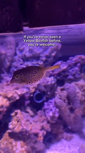 2.9K views · 22 reactions |  Did you know? The Yellow Boxfish gets its name from its perfectly boxy shape! While it may look cute, this little swimmer has a clever side too — it can release toxins to protect itself from predators! You can spot this bright beauty at SEA LIFE London Aquarium – a splash of sunshine under the sea! ✨ #SEALIFELondon #YellowBoxfish #aquarium #marinelife #fish | SEA LIFE London Aquarium™ | Facebook