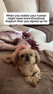 When you realize your human might need more Emotional Support than you signed up for | Support Pets