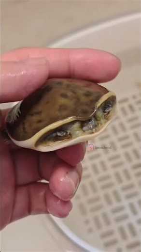 Cute as a Baby, Dangerous as an Adult #shorts #turtle #softshellturtle