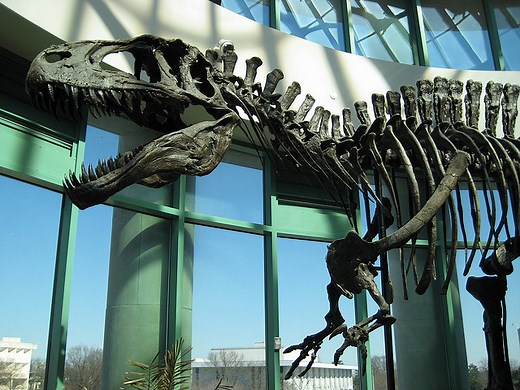 Acrocanthosaurus atokensis